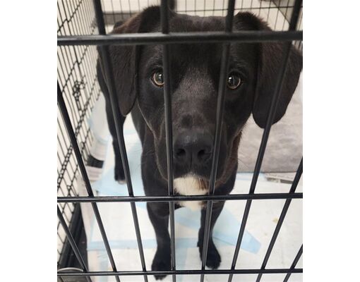 Los Angeles, CA - Labrador Retriever. Meet CLYDE a Pet for Adoption ...