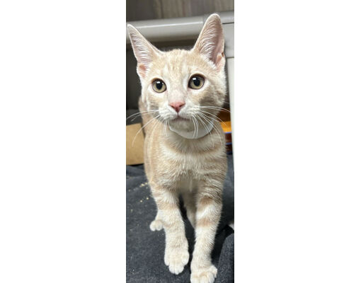 North Charleston, SC - Domestic Shorthair/Domestic Mediumhair. Meet ...