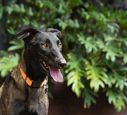 Beverly Hills, CA - Belgian Malinois/Greyhound. Meet LOLA a Pet for ...