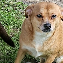 Benton, ME - Jack Russell Terrier. Meet Scooby a Pet for Adoption ...
