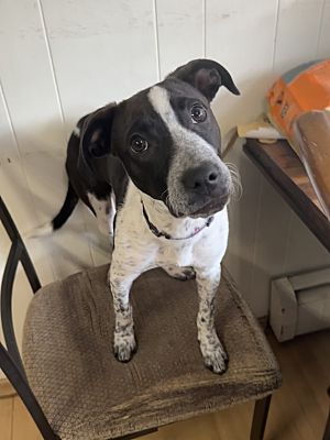 East Hartford, CT - Hound (Unknown Type)/Mixed Breed (Medium). Meet ...