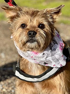 Brunswick, ME - Yorkie, Yorkshire Terrier. Meet Bonnie a Pet for ...