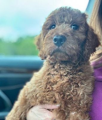 Seal Beach, CA - Goldendoodle. Meet Cooper a Pet for Adoption ...