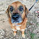 Golden Retriever Puppies - Rescue and Adoption Near You