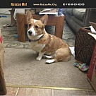 Corgi Puppies - Corgi Rescue and Adoption Near You