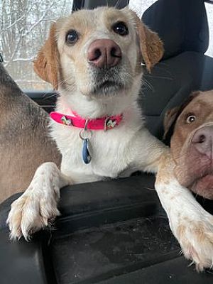 Toronto, ON - Labrador Retriever/Golden Retriever. Meet Patty a Pet for ...