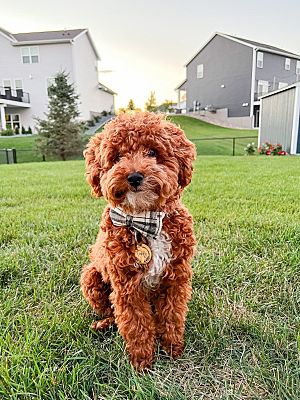 Cottage Grove, MN - Poodle (Toy or Tea Cup). Meet Teddy a Pet for ...