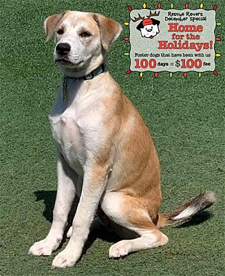 Salt Lake City, UT - Labrador Retriever. Meet Desh a Pet for Adoption ...