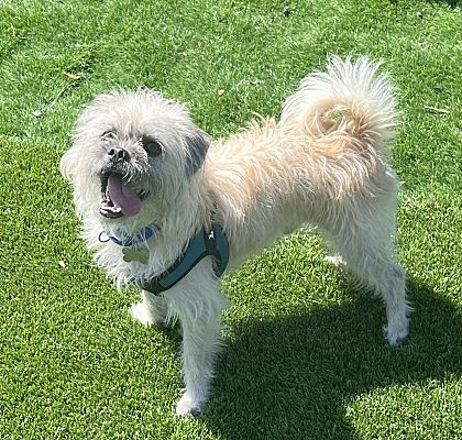 Escondido, CA - Shih Tzu/Border Terrier. Meet Buddy a Pet for Adoption ...