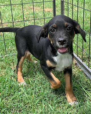 Williston, VT - Beagle/Dachshund. Meet Genie a Pet for Adoption ...