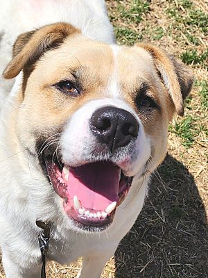 Raytown, MO - Great Pyrenees/Cattle Dog. Meet Jimmy! a Pet for Adoption ...