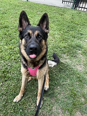 Washington, DC - German Shepherd Dog. Meet Rocco a Pet for Adoption ...