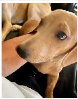 Appleton, WI - Dachshund. Meet Toni a Pet for Adoption - AdoptaPet.com