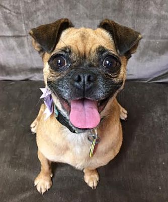 Philadelphia, PA - Pug/Beagle. Meet Stephanie a Pet for Adoption ...