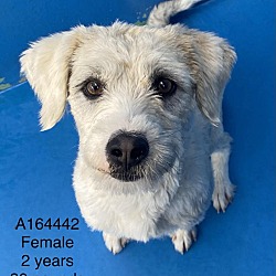 Airdrie, AB - Jack Russell Terrier/Mixed Breed (Medium). Meet Rose a ...