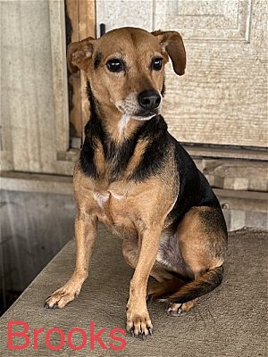 Pipe Creek, TX - Beagle/Chihuahua. Meet Brooks (Emo) a Pet for Adoption ...