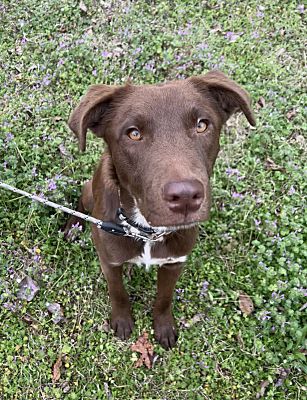 Quakertown, PA - Labrador Retriever. Meet Dougie KA a Pet for Adoption ...