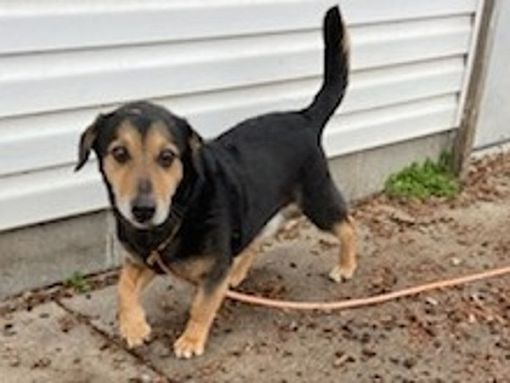 Lincoln, NE - Beagle. Meet George a Pet for Adoption - AdoptaPet.com
