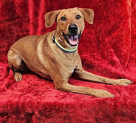Brewster, NY - Rhodesian Ridgeback/Labrador Retriever. Meet Remi a Pet ...