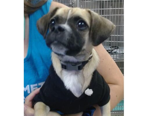 Salinas, CA - Pug. Meet MU-SHU a Pet for Adoption - AdoptaPet.com