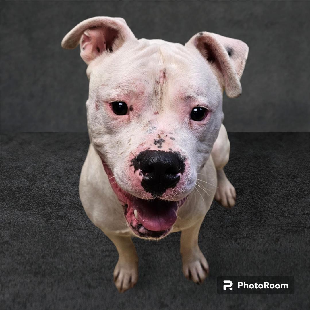 Adopt Joey a White Pit Bull Terrier / Boxer / Mixed dog in New Castle ...