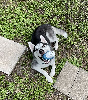 Fort Worth, TX - Husky. Meet Gohan a Pet for Adoption - AdoptaPet.com