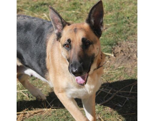 West Milton, OH - German Shepherd Dog. Meet Mabel a Pet for Adoption ...