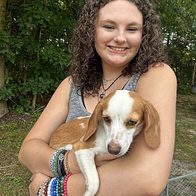 Atco, NJ - Chihuahua/Beagle. Meet EVERLY a Pet for Adoption - AdoptaPet.com