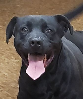 Albion, NY - Labrador Retriever. Meet Domino a Pet for Adoption ...