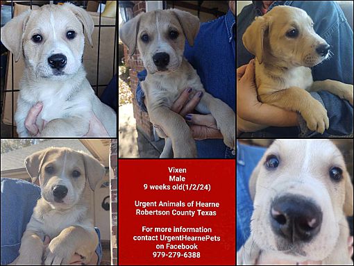 Hearne, TX - Mixed Breed (Medium)/Labrador Retriever. Meet Vixen a Pet ...