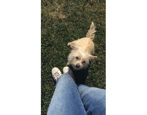 Oxnard, CA - Terrier (Unknown Type, Small). Meet Caramel a Pet for ...