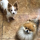Papillon Puppies - Papillon Rescue and Adoption Near You