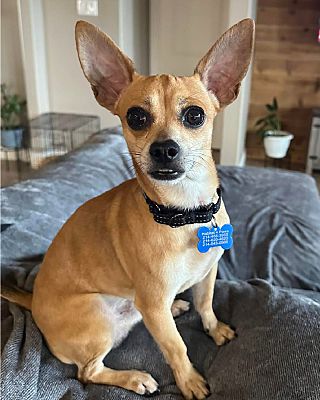Frisco, TX - Chihuahua. Meet Rex a Pet for Adoption - AdoptaPet.com