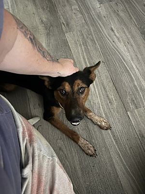 Maiden, NC - German Shepherd Dog. Meet Zoey a Pet for Adoption ...