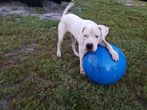 Indianapolis, IN - Dogo Argentino. Meet Zeus a Pet for Adoption ...