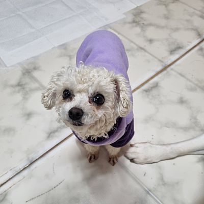 Torrance, CA - Poodle (Toy or Tea Cup). Meet Puri a Pet for Adoption ...