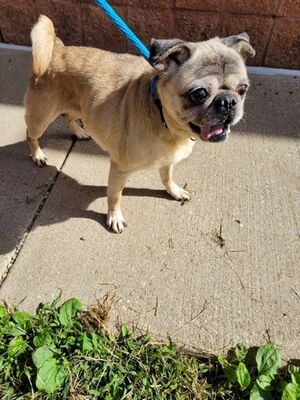 Valley View, OH - Pug. Meet Peter Pan a Pet for Adoption - AdoptaPet.com