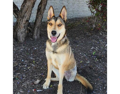 Rochester, NY - German Shepherd Dog/Basenji. Meet Wylie JuM a Pet for ...