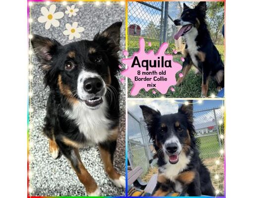 Franklin, IN - Border Collie/Mixed Breed (Medium). Meet Aquila a Pet ...