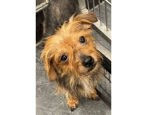 Jackson, MI - Yorkie, Yorkshire Terrier/Mixed Breed (Medium). Meet ...