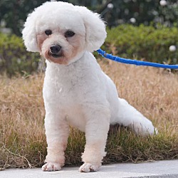 Renton, WA - Bichon Frise. Meet Casper a Pet for Adoption - AdoptaPet.com