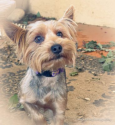 Torrance, CA - Yorkie, Yorkshire Terrier. Meet Dallas a Pet for ...