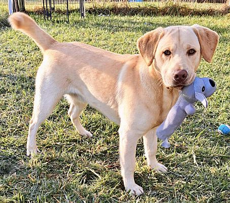 Yorkville, IL - Labrador Retriever. Meet Bono a Pet for Adoption ...