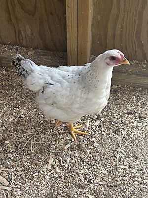 Houston, TX - Chicken. Meet Rietta a Pet for Adoption - AdoptaPet.com