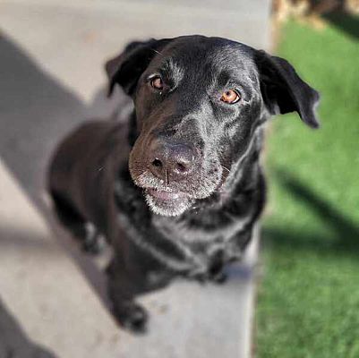 Topeka, KS - Labrador Retriever. Meet Lilly a Pet for Adoption ...