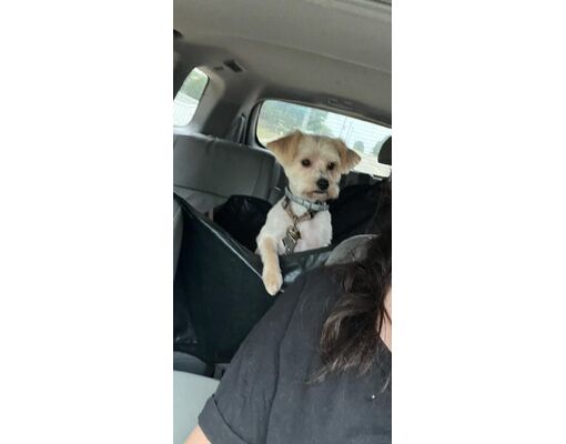 Rock Island, IL - Yorkie Poo. Meet Eddie a Pet for Adoption - AdoptaPet.com