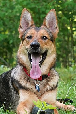 Wayland, MA - German Shepherd Dog. Meet Stella a Pet for Adoption ...