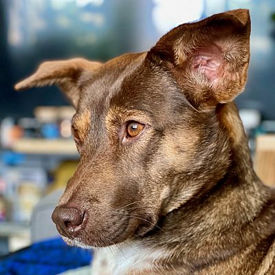 Los Angeles, CA - Jindo/Spitz (Unknown Type, Medium). Meet IN LA ...