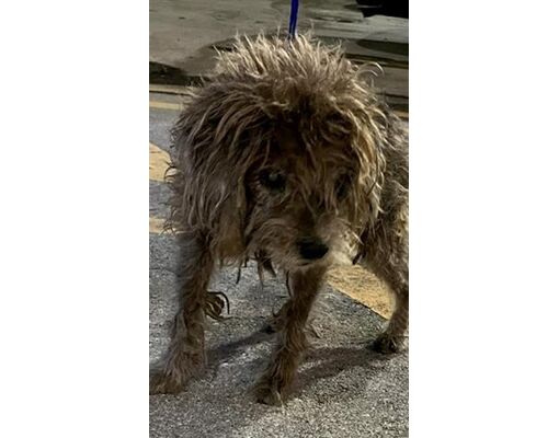 Doral, FL - Italian Spinone. Meet ORIO a Pet for Adoption - AdoptaPet.com