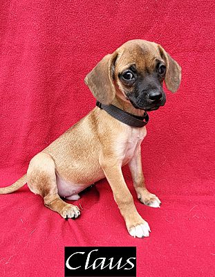 New York, NY - Chihuahua/Rhodesian Ridgeback. Meet Claus a Pet for ...